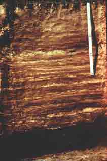 Soil Profile Pictures | Soils at UGA