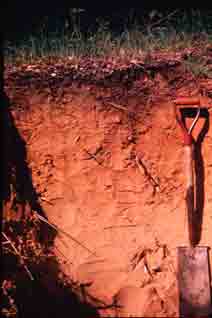 Soil Profile Pictures | Soils at UGA