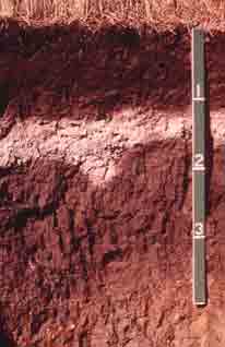 Soil Profile Pictures | Soils at UGA
