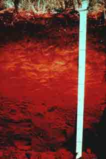 Soil Profile Pictures | Soils at UGA