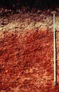 Soil Profile Pictures | Soils at UGA