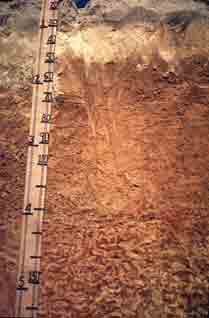 Soil Profile Pictures | Soils at UGA